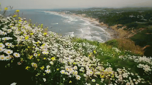 Dynamic Grass & Flowers System - Graphics/Sounds - War Thunder ...